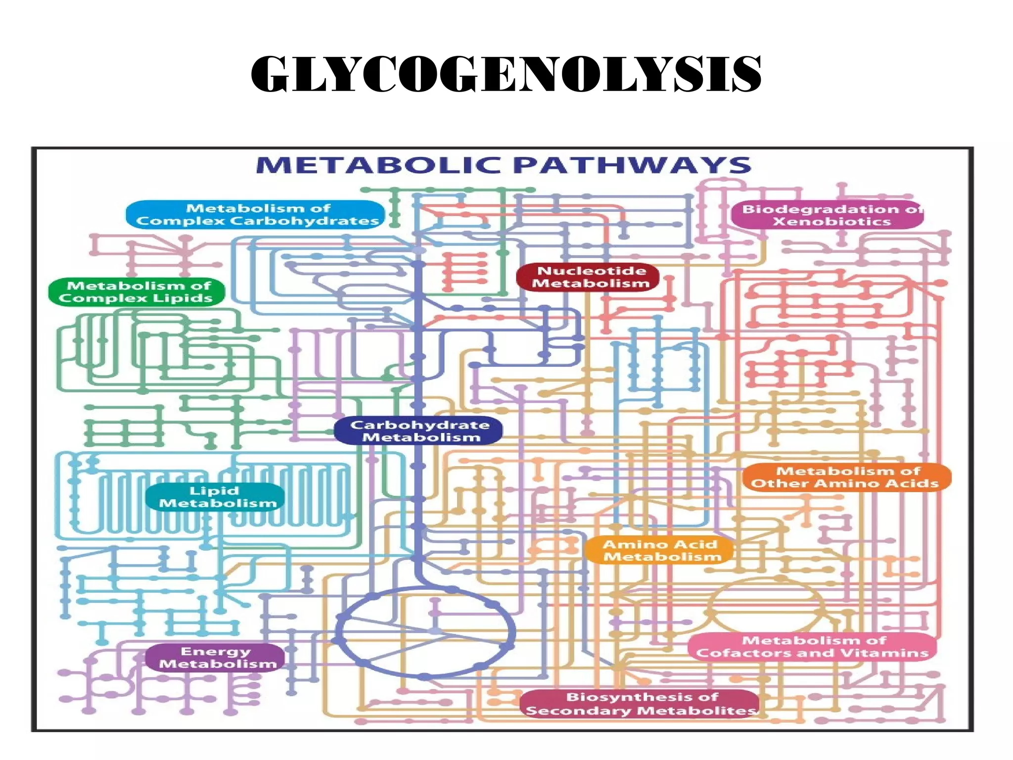 Glycogenolysis | PPT