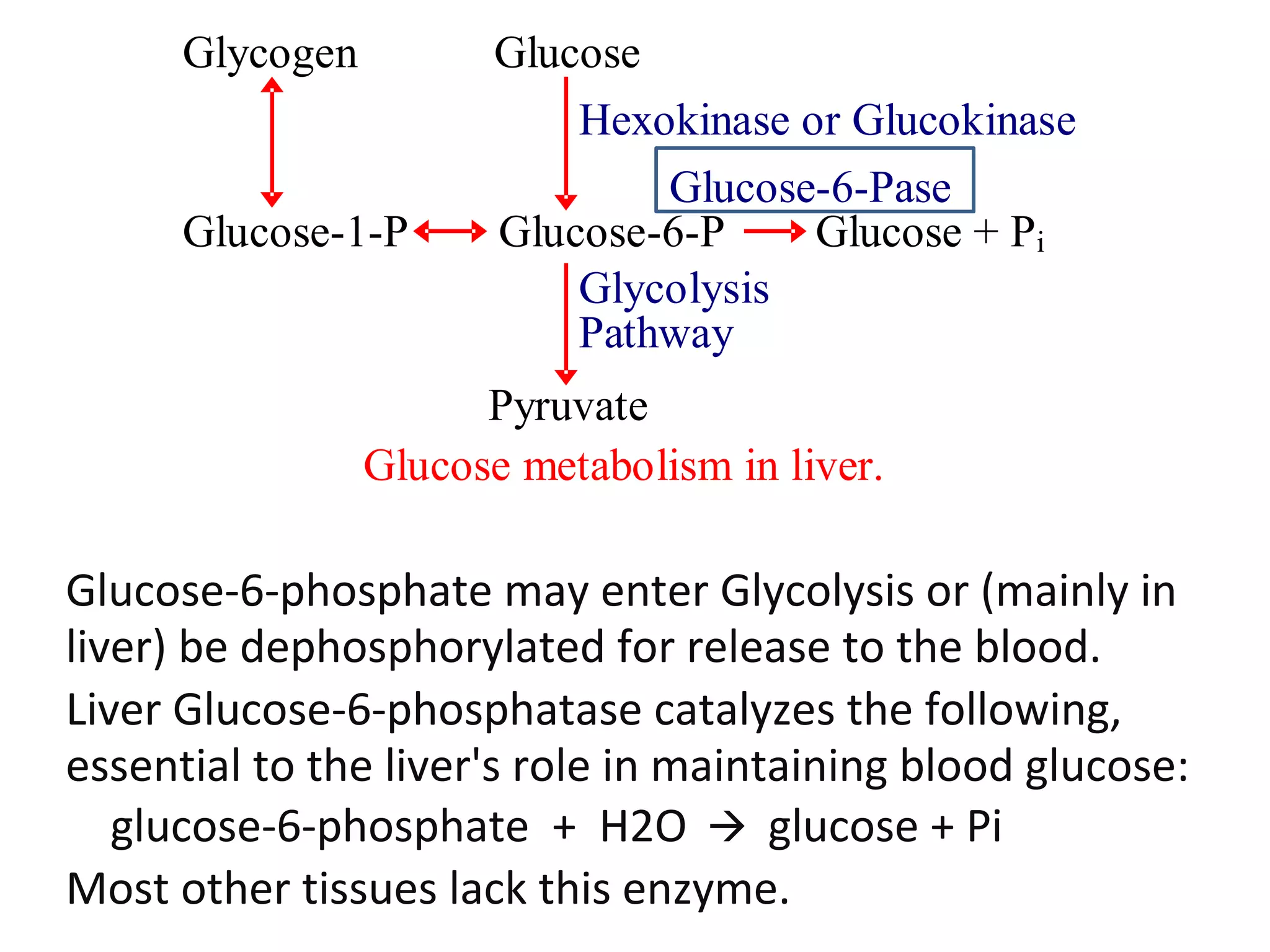 Glycogenolysis | PPT