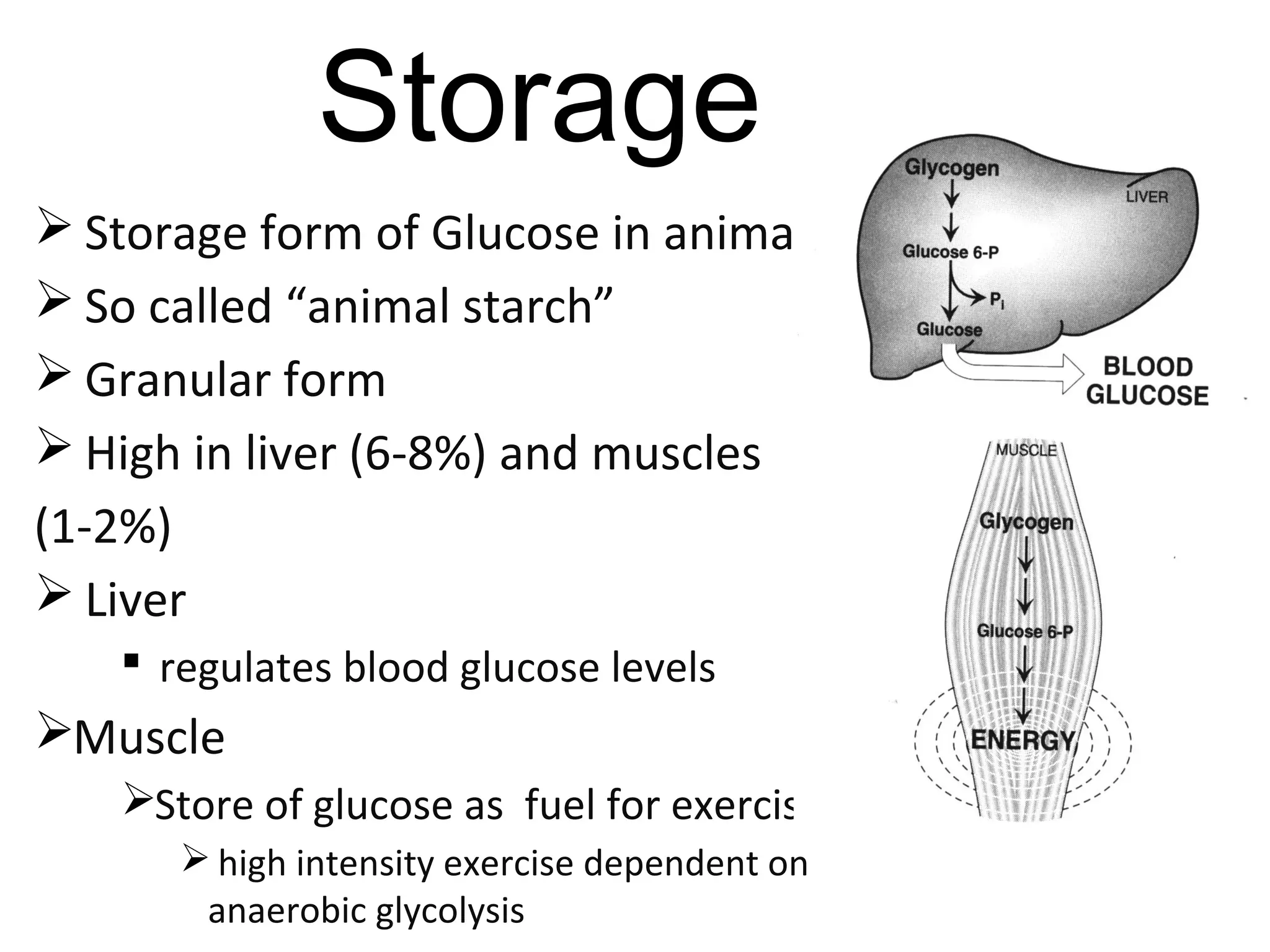 Glycogenolysis | PPT
