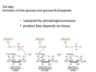 Glycogenolysis | PPT