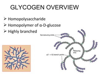 Glycogenolysis | PPT