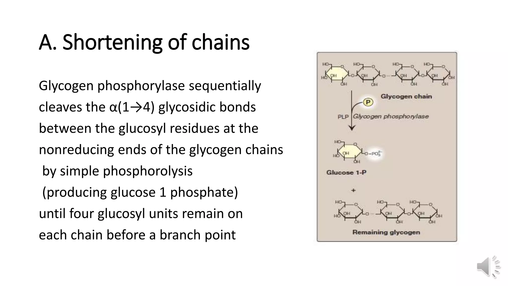 Glycogenolysis lec 8 | PPT
