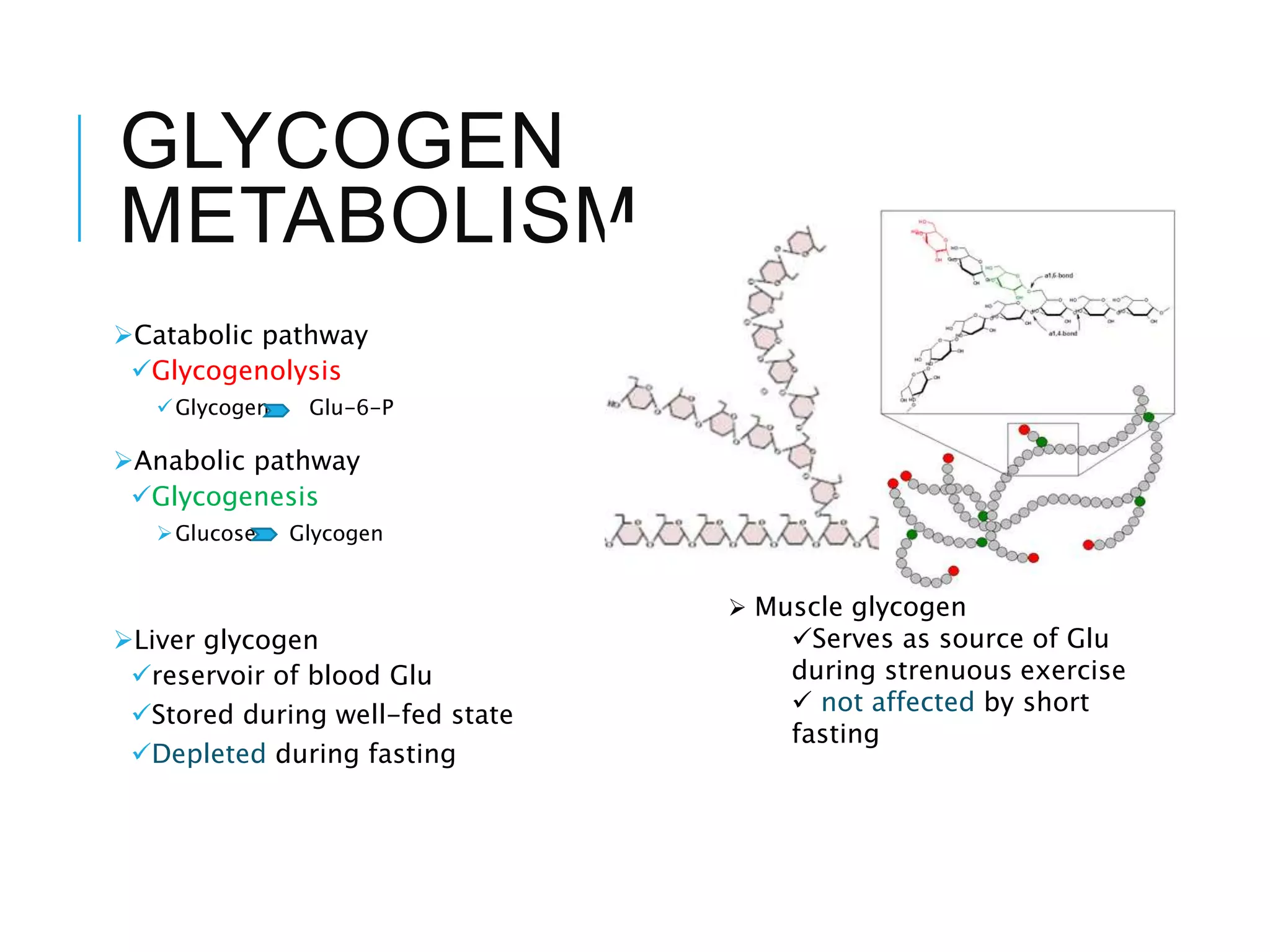 Glycogen storage disease LB | PPTX
