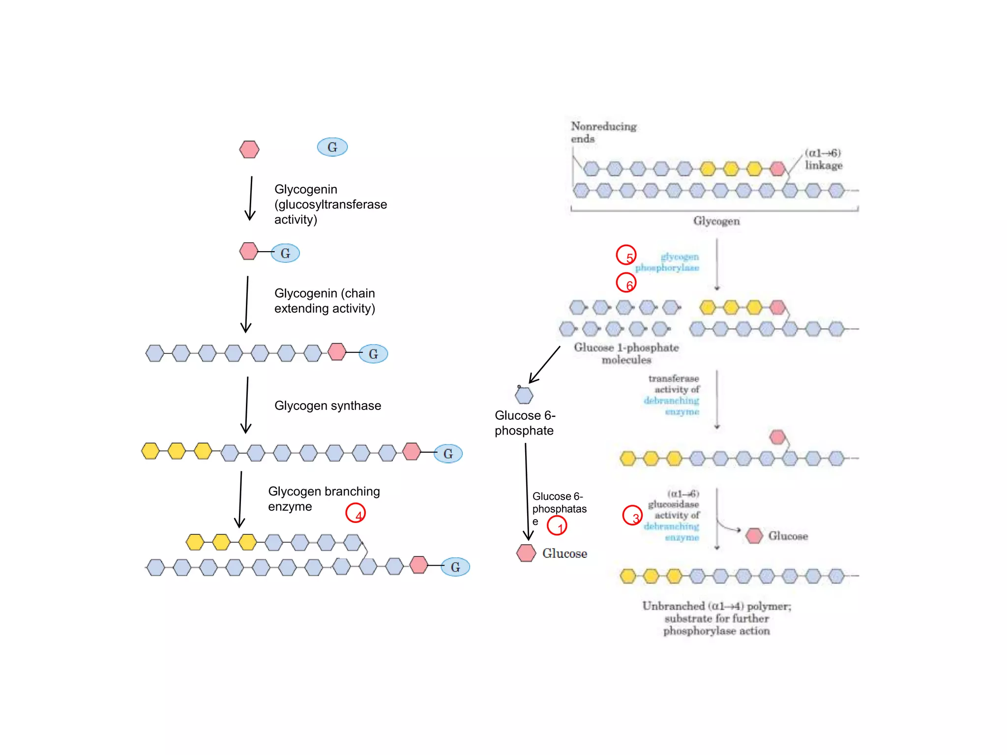 Glycogen storage disease LB | PPTX