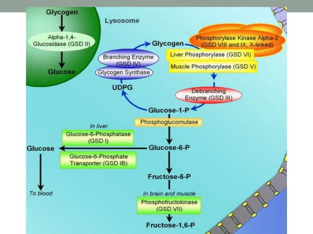 Glycogen Storage Disease Gsd Ppt