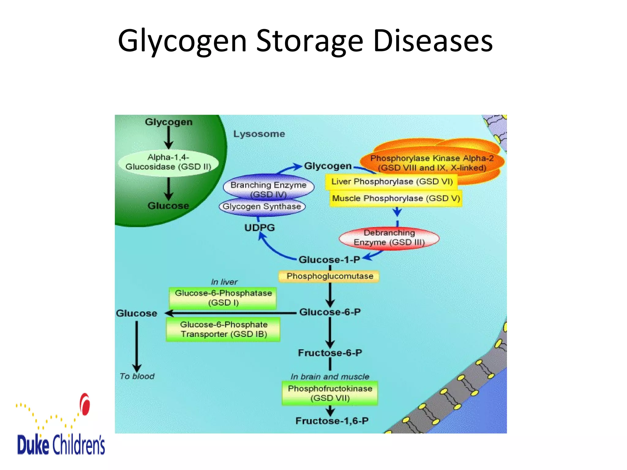 Glycogen storage diseases talk priya kishnani 1 | PPT | Digestive ...