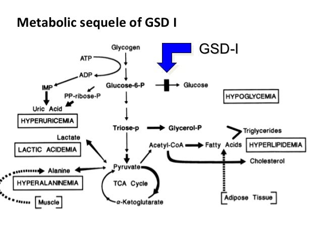 Glycogen storage diseases talk priya kishnani 1