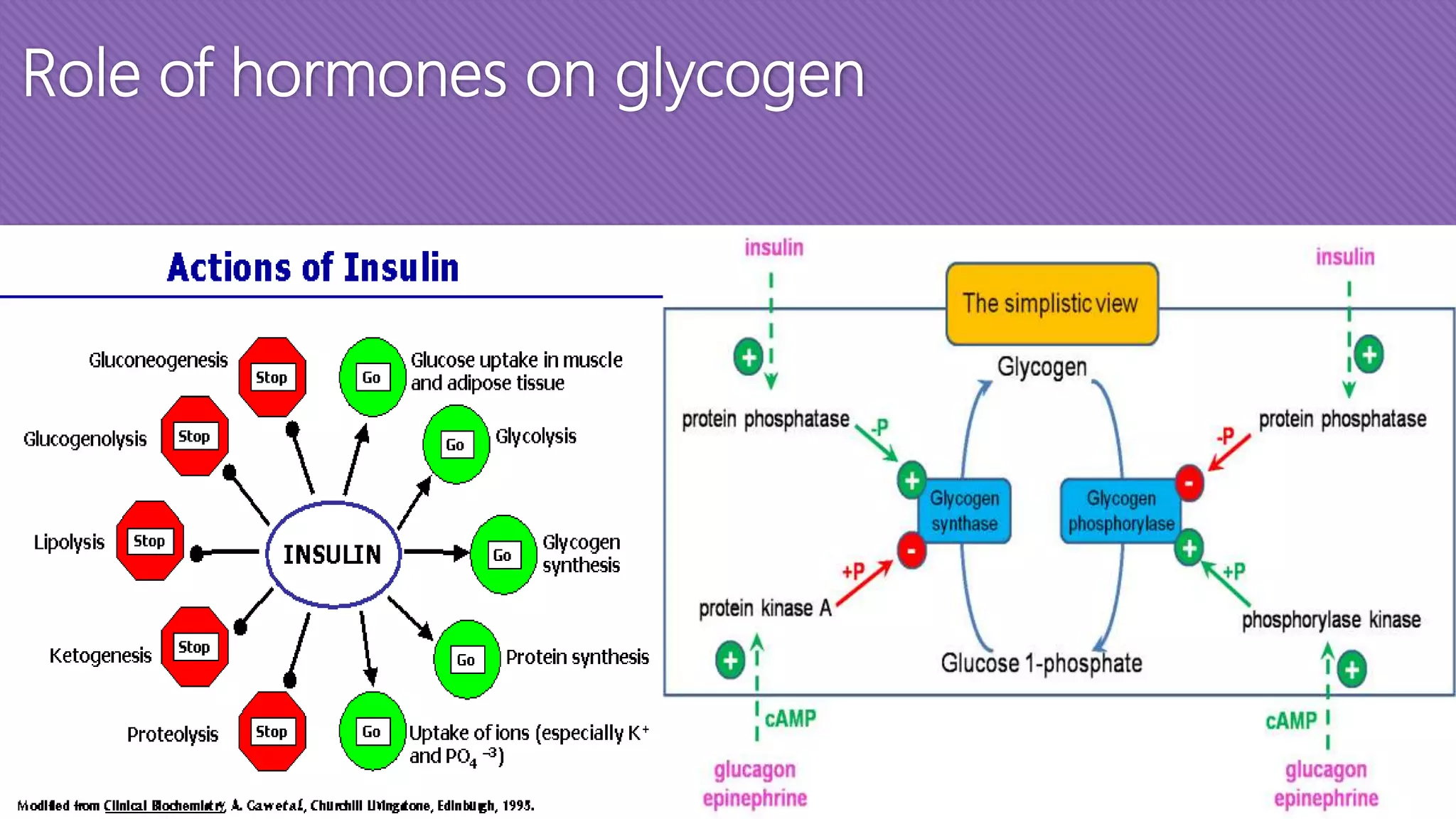 Glycogen storage disorders pathology | PPTX