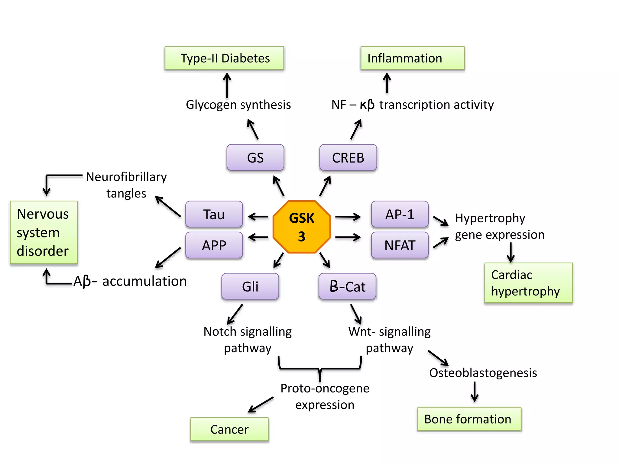 Glycogen synthase kinase-3 beta.pptx