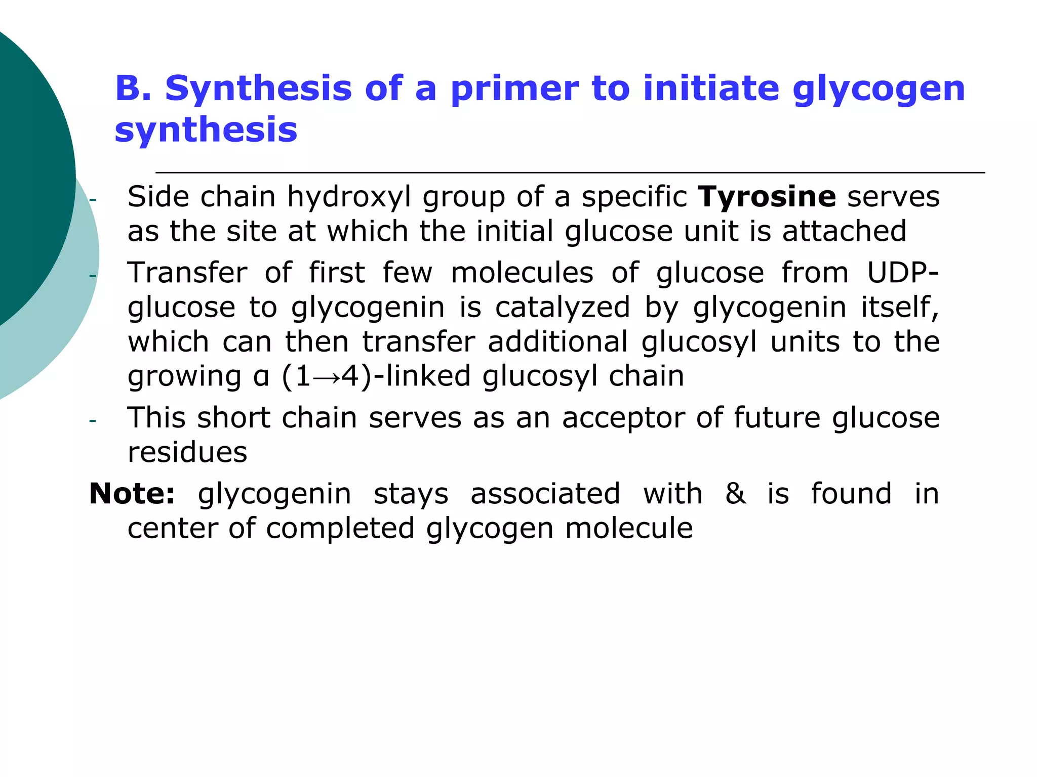 Glycogen synthesis.ppt