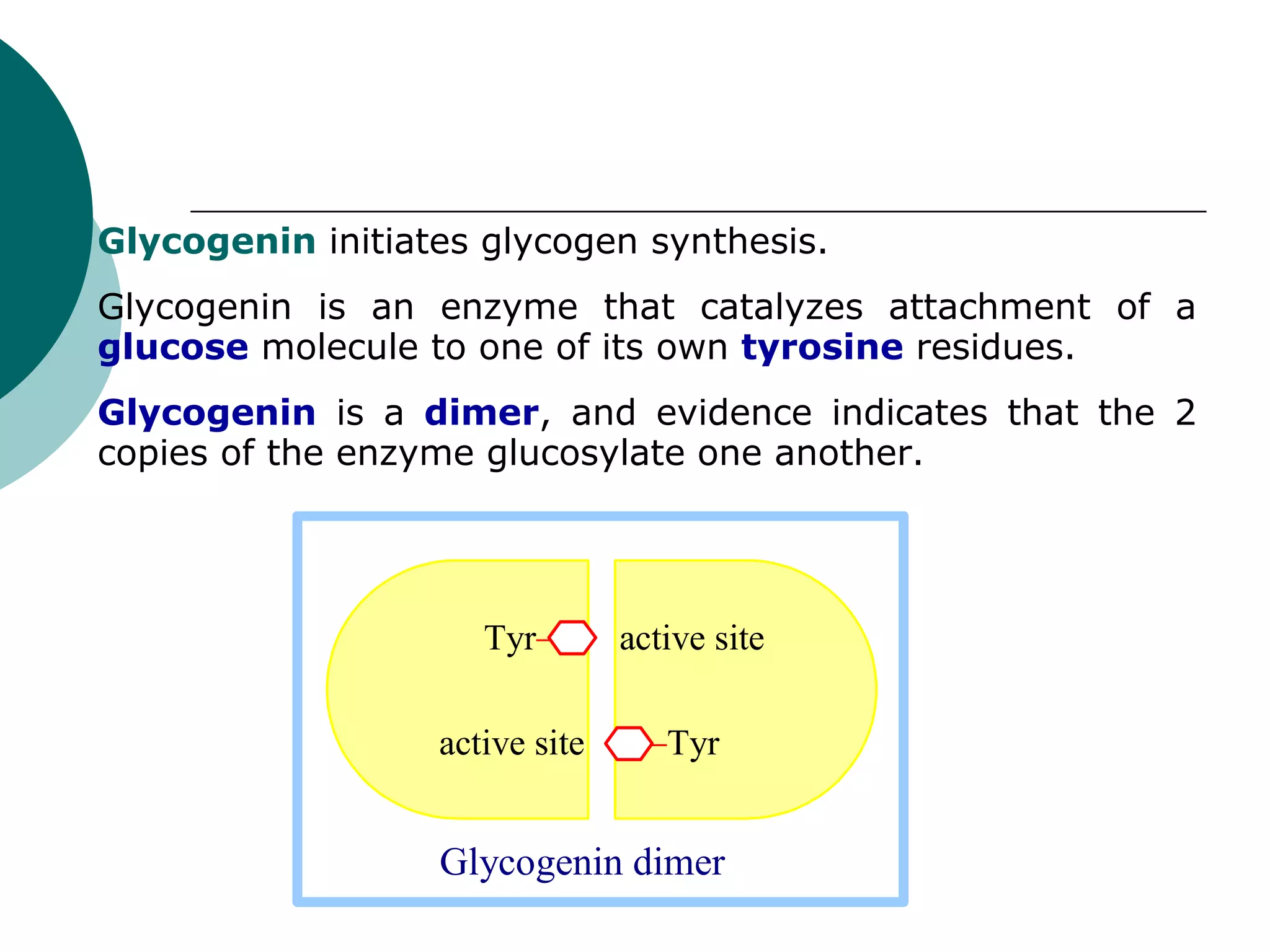 Glycogen synthesis.ppt