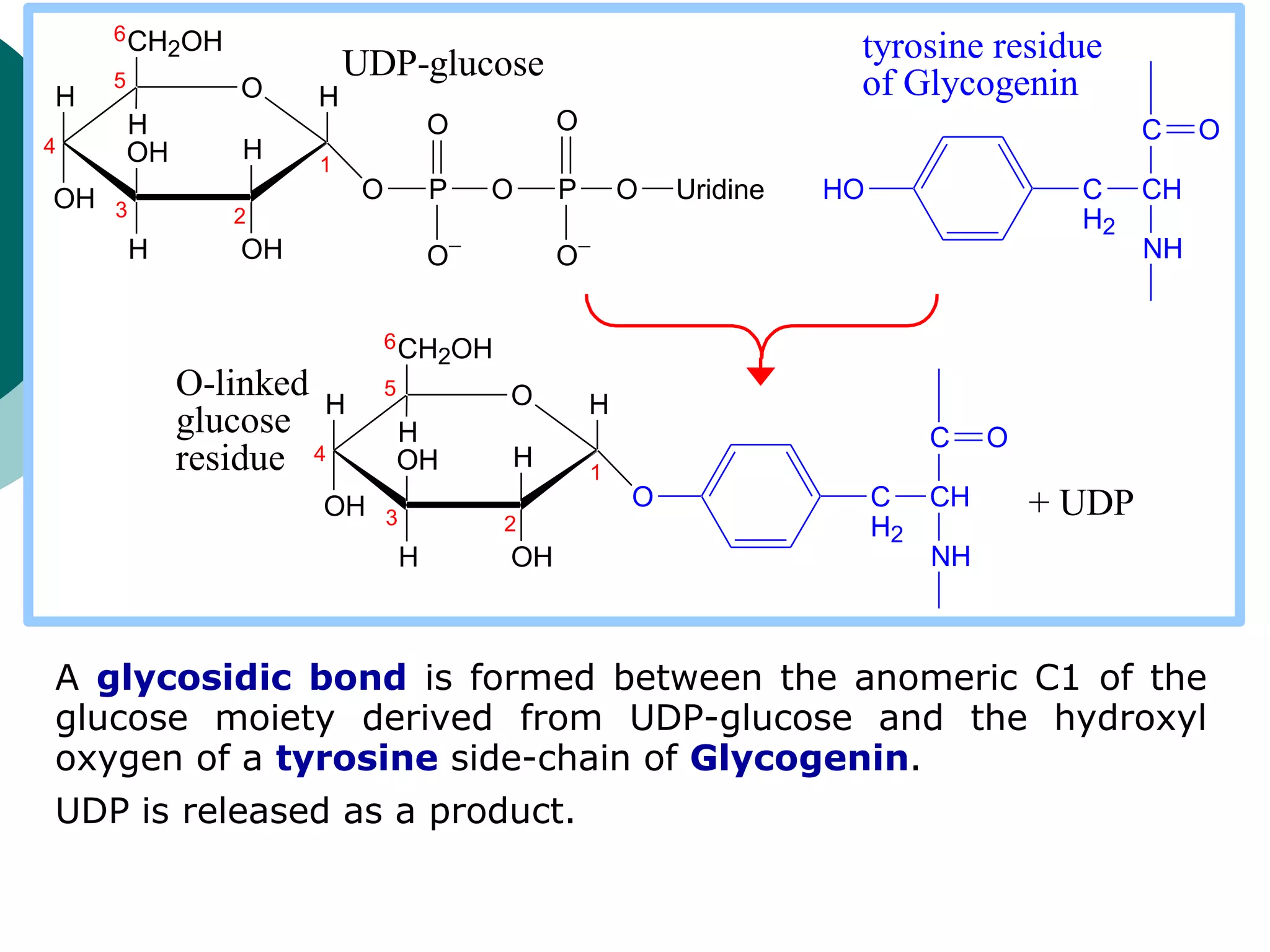 Glycogen synthesis.ppt