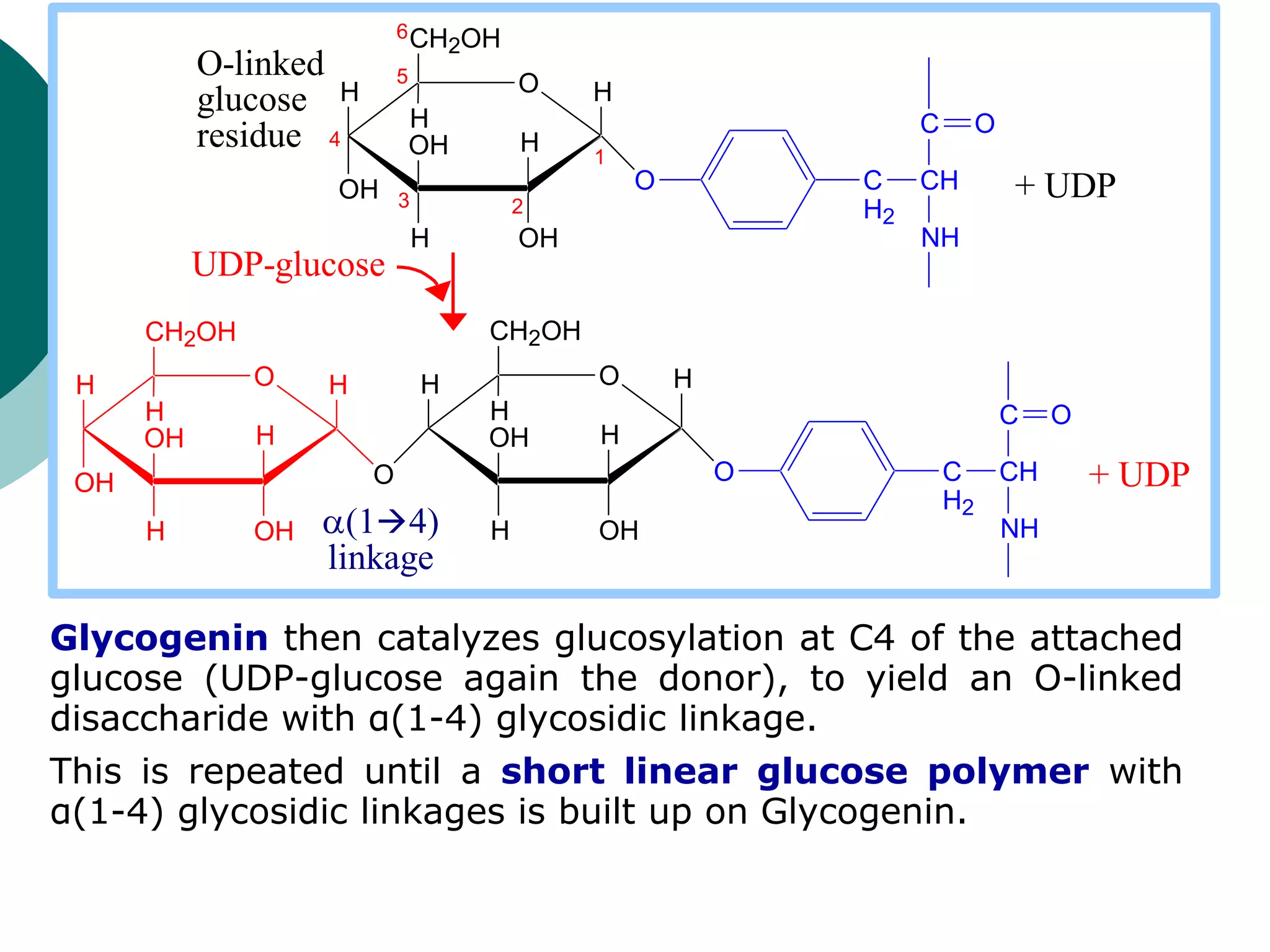 Glycogen synthesis.ppt