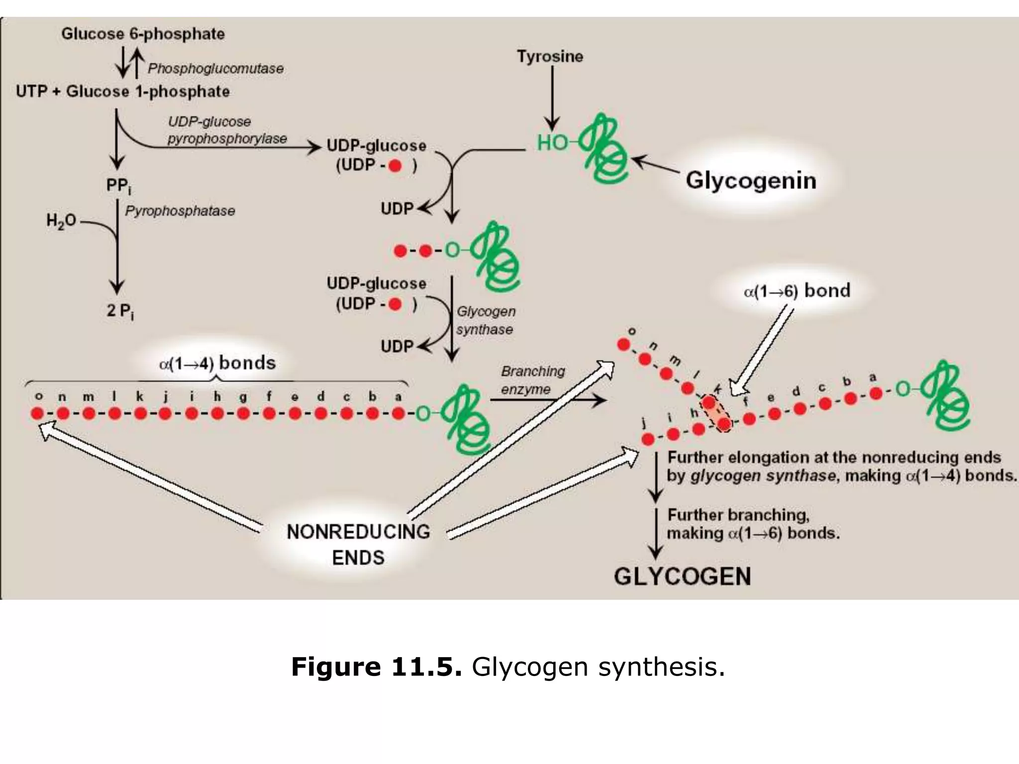 Glycogen synthesis.ppt