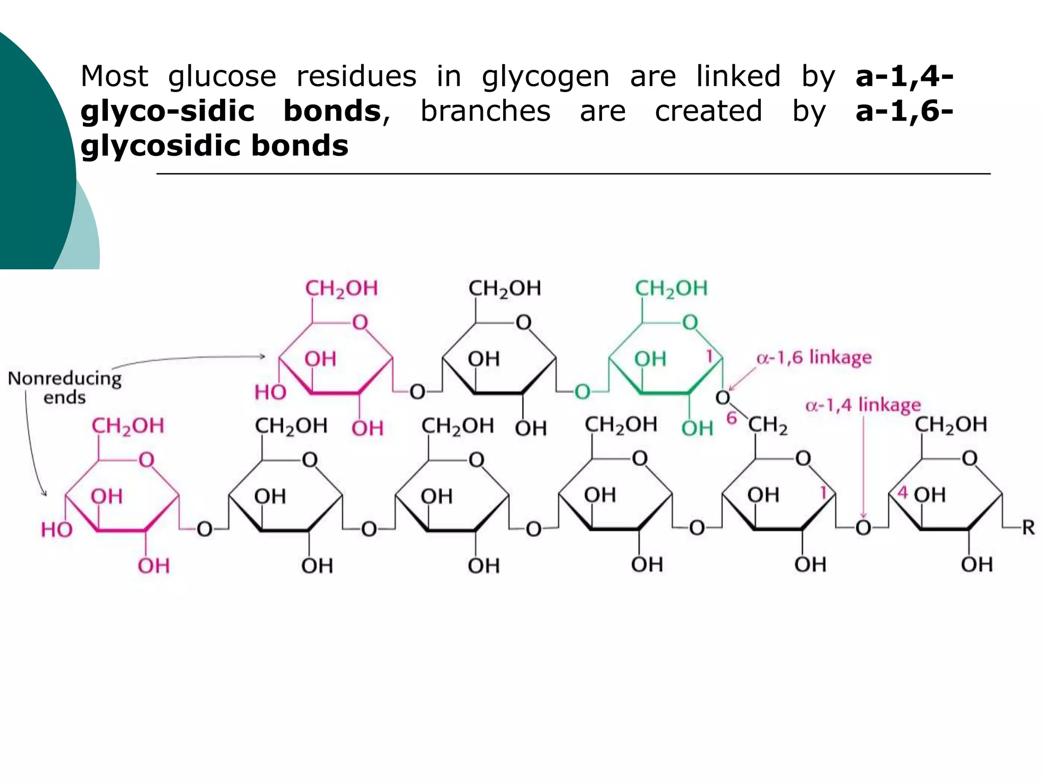 Glycogen synthesis.ppt