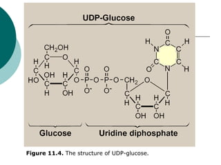 Glycogen synthesis.ppt