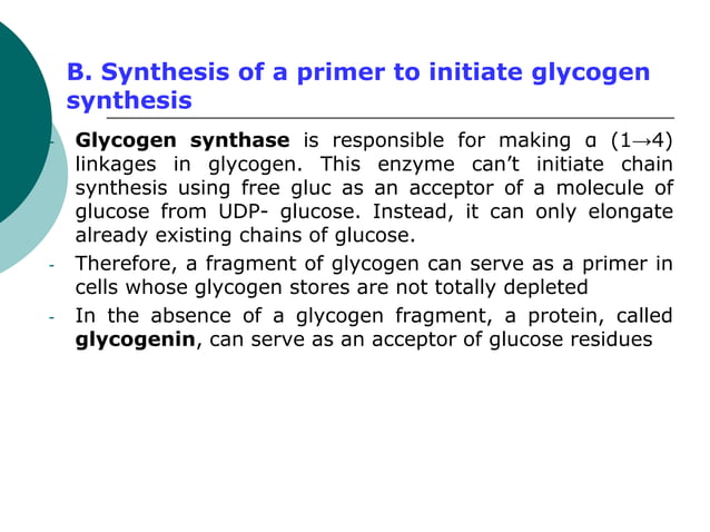 Glycogen synthesis.ppt