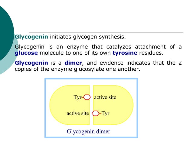 Glycogen synthesis.ppt
