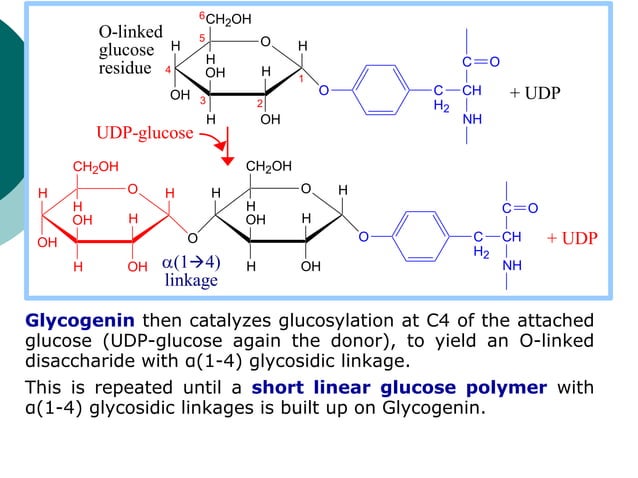 Glycogen synthesis.ppt