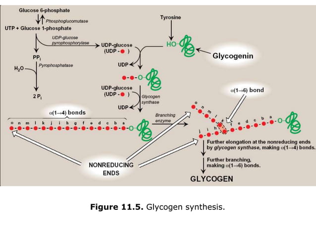 Glycogen synthesis.ppt