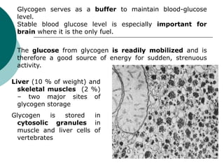 Glycogen synthesis.ppt