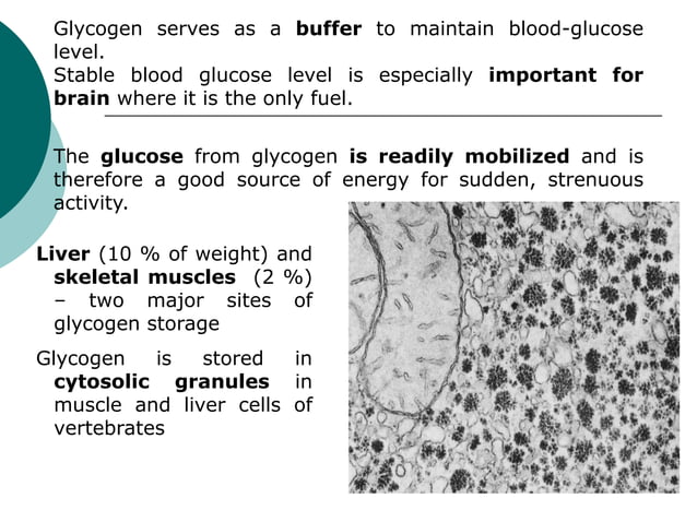 Glycogen synthesis.ppt