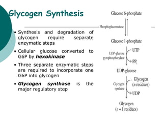 Glycogen synthesis.ppt