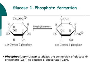 Glycogen synthesis.ppt