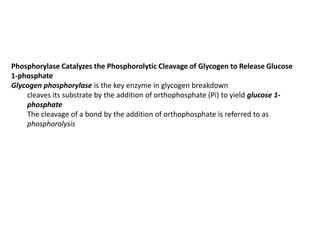 GLYCOGEN SYNTHESIS.pptxhhhhhhhhhhhhhhhhh | PPTX