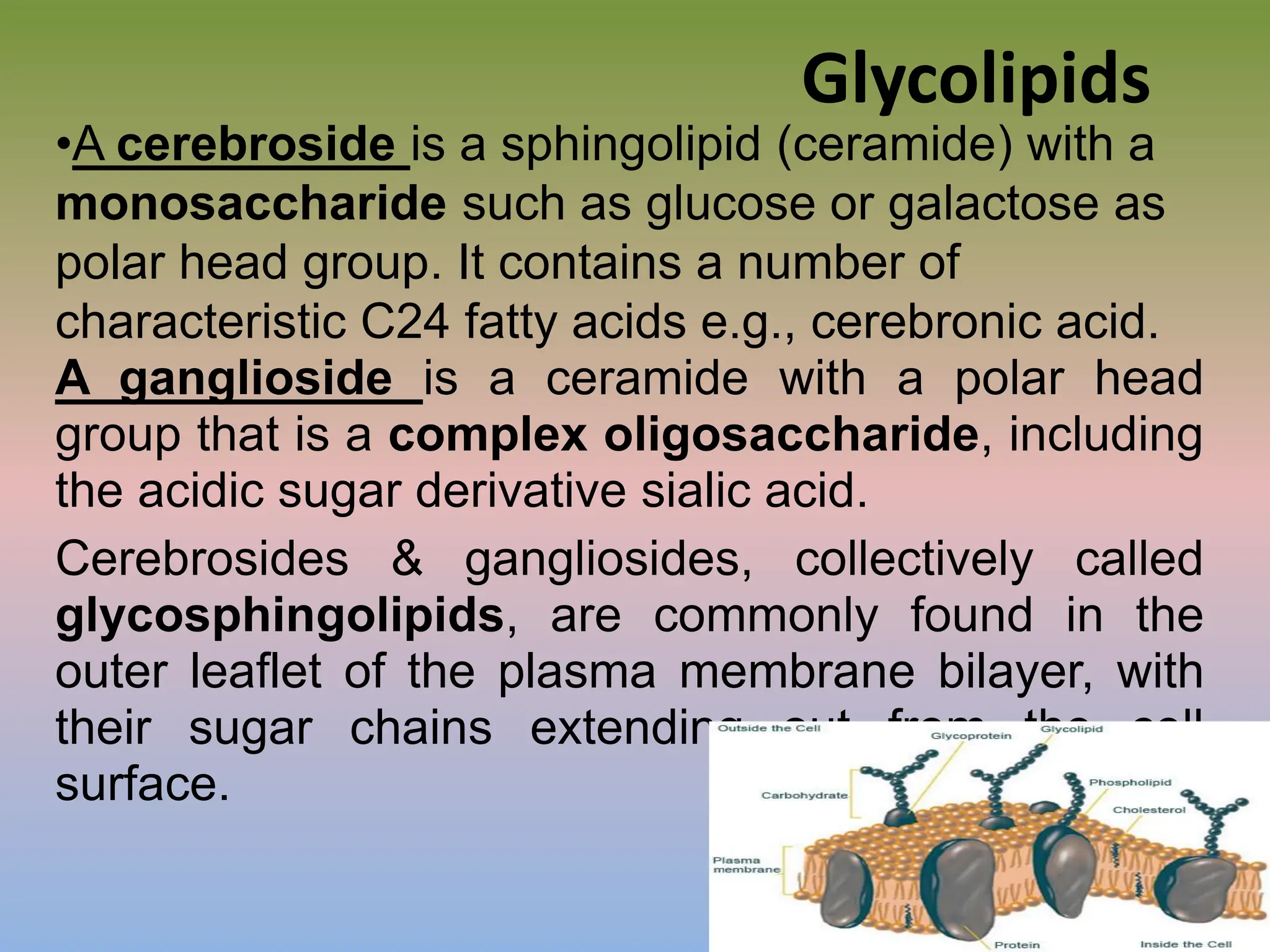 glycolipid class.pdf