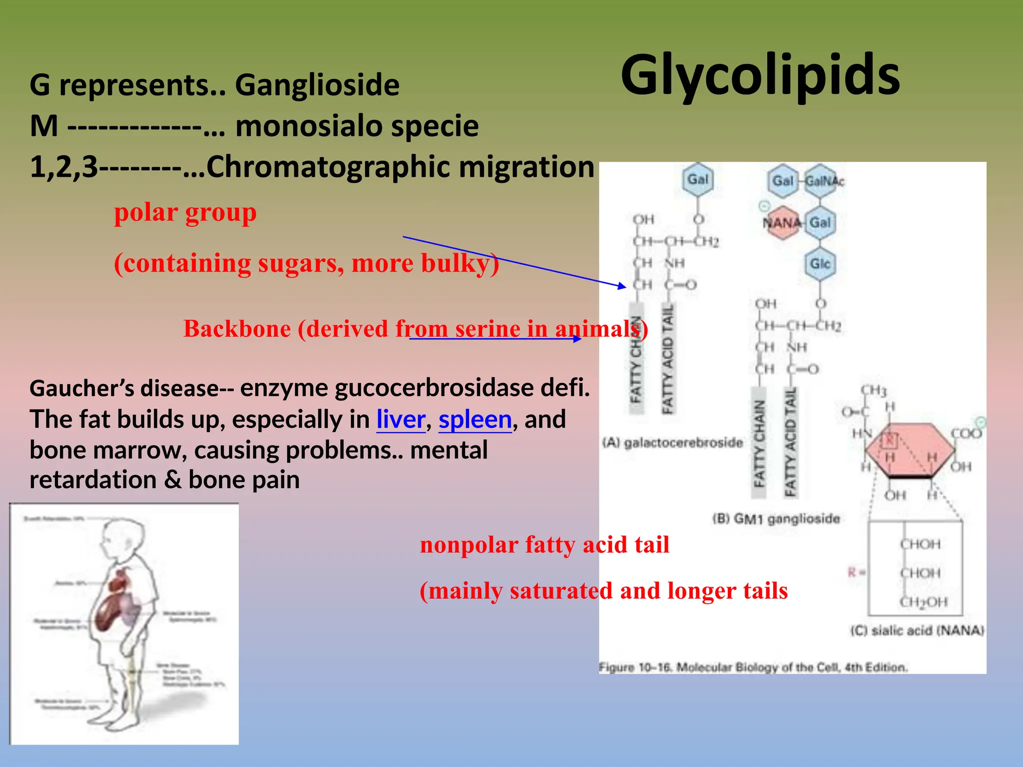glycolipid class.pdf