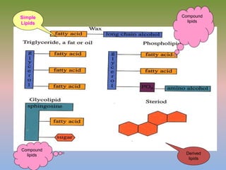 glycolipid class.pdf