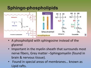 glycolipid class.pdf
