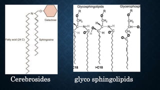 Glycolipids | PPTX