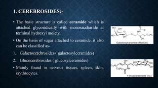 Glycolipids | PPTX