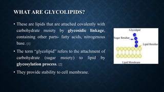 Glycolipids | PPTX | Chemistry | Science