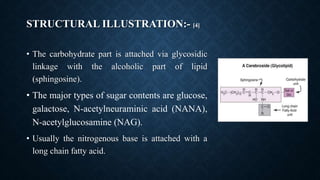 Glycolipids | PPTX
