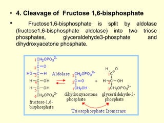 Glycolysis-1.ppt