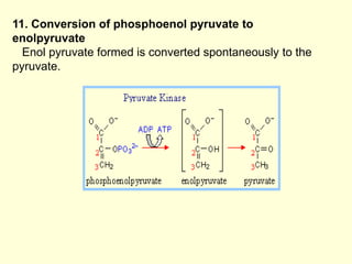 Glycolysis-1.ppt
