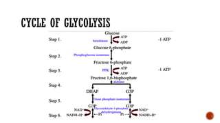 glycolysis-1.pptx hkskhj hos9suhh eipskdehgh | PPTX