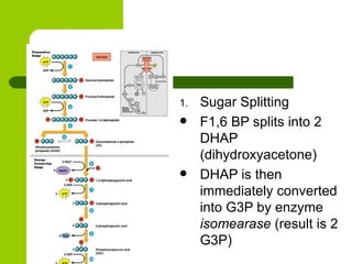 Glycolysis | PPT