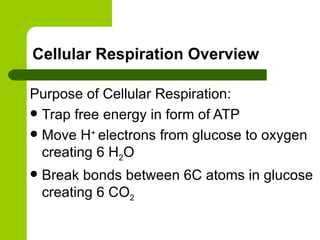 Glycolysis | PPT