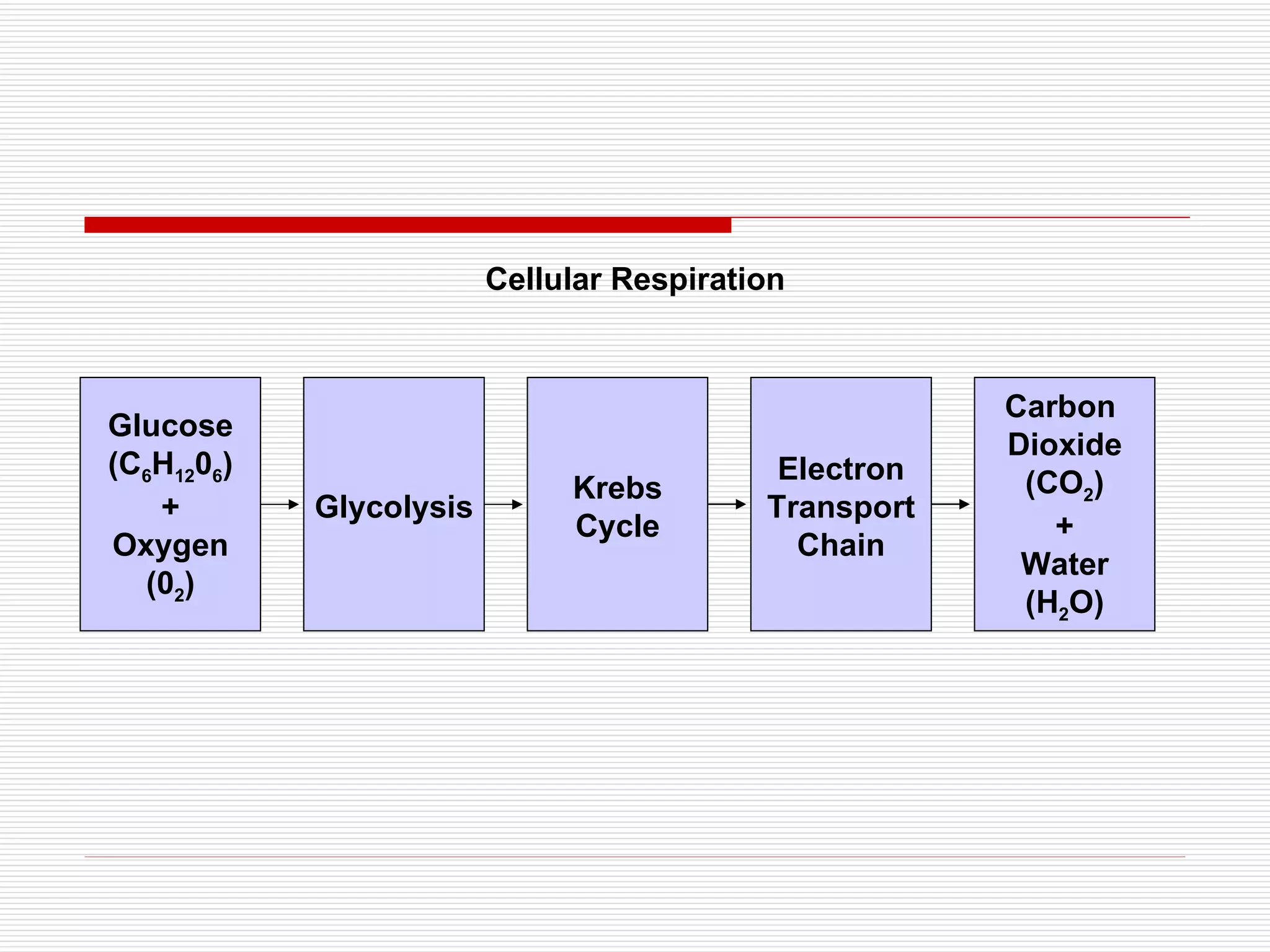 Glycolysis | PPT