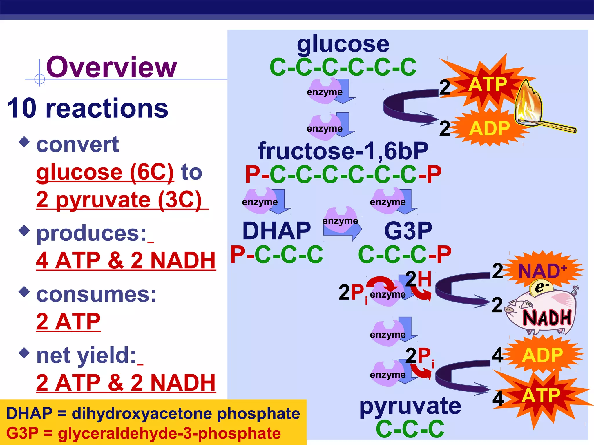 Glycolysis | PPT