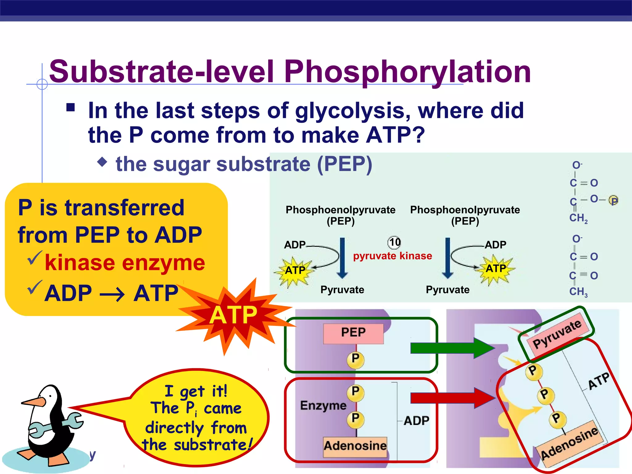 Glycolysis | PPT