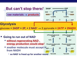 Glycolysis | PPT