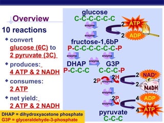 Glycolysis | PPT
