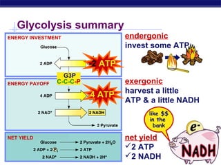 Glycolysis | PPT