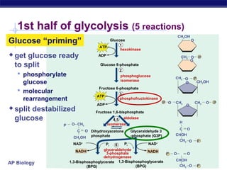 Glycolysis | PPT
