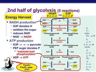Glycolysis | PPT
